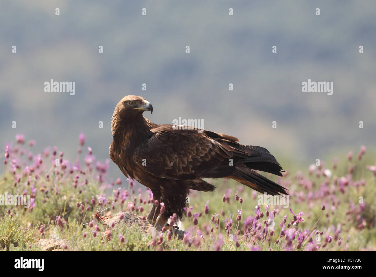 Real imperial eagle hi-res stock photography and images - Alamy