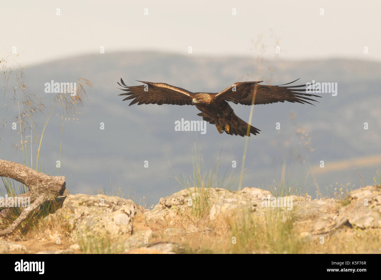 Real imperial eagle hi-res stock photography and images - Alamy