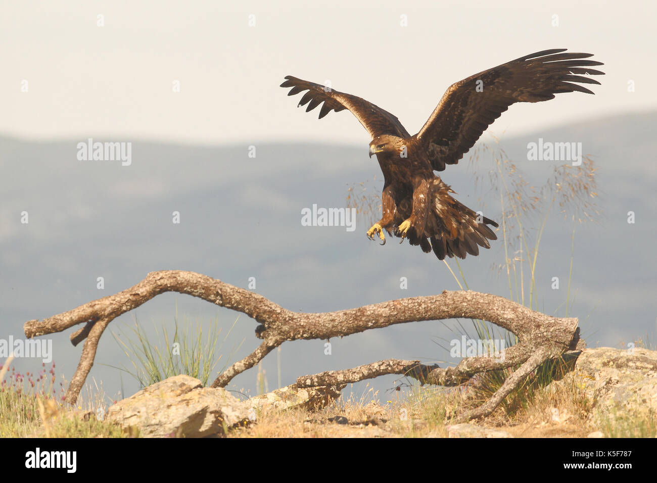 Real imperial eagle hi-res stock photography and images - Alamy