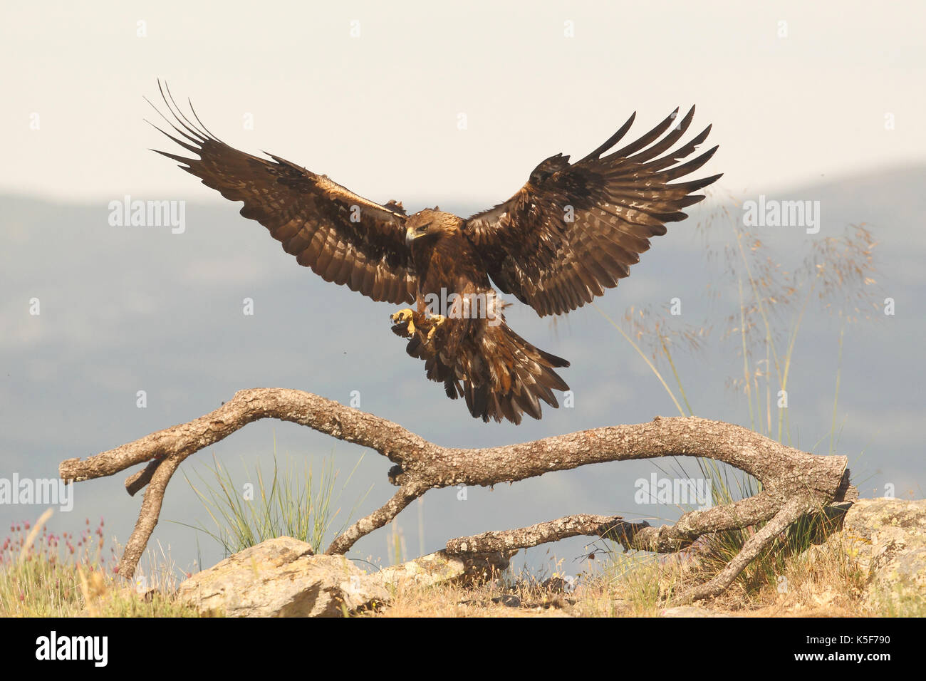 Real Imperial Eagle High Resolution Stock Photography and Images - Alamy
