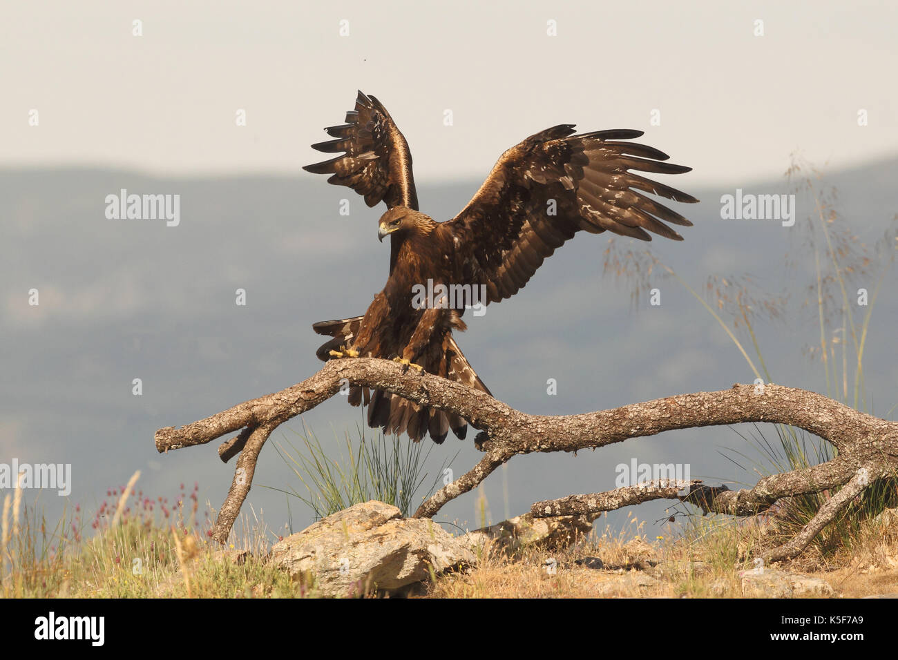 Steppe eagle migration hi-res stock photography and images - Alamy