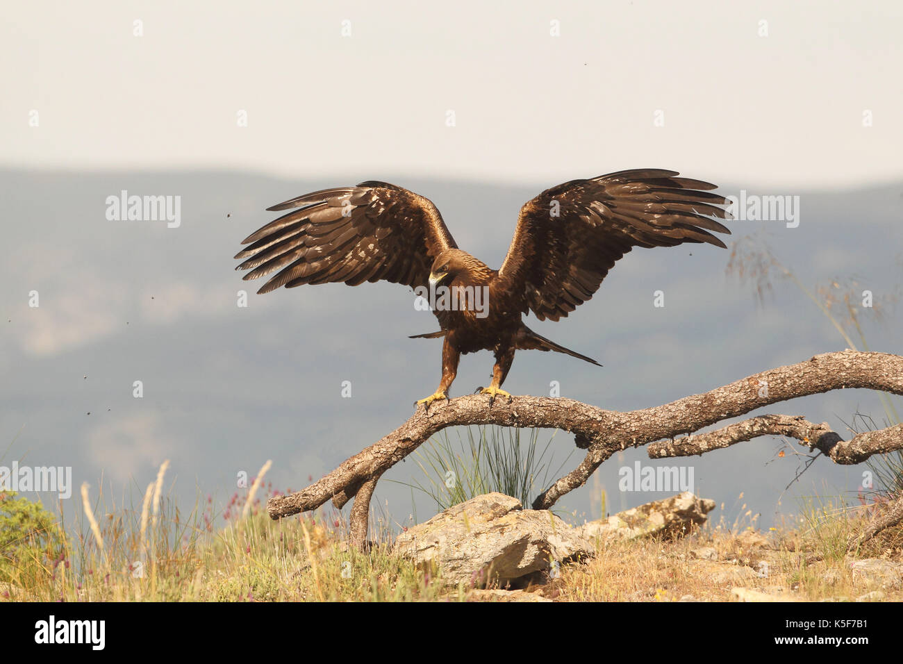 Real eagle hi-res stock photography and images - Alamy