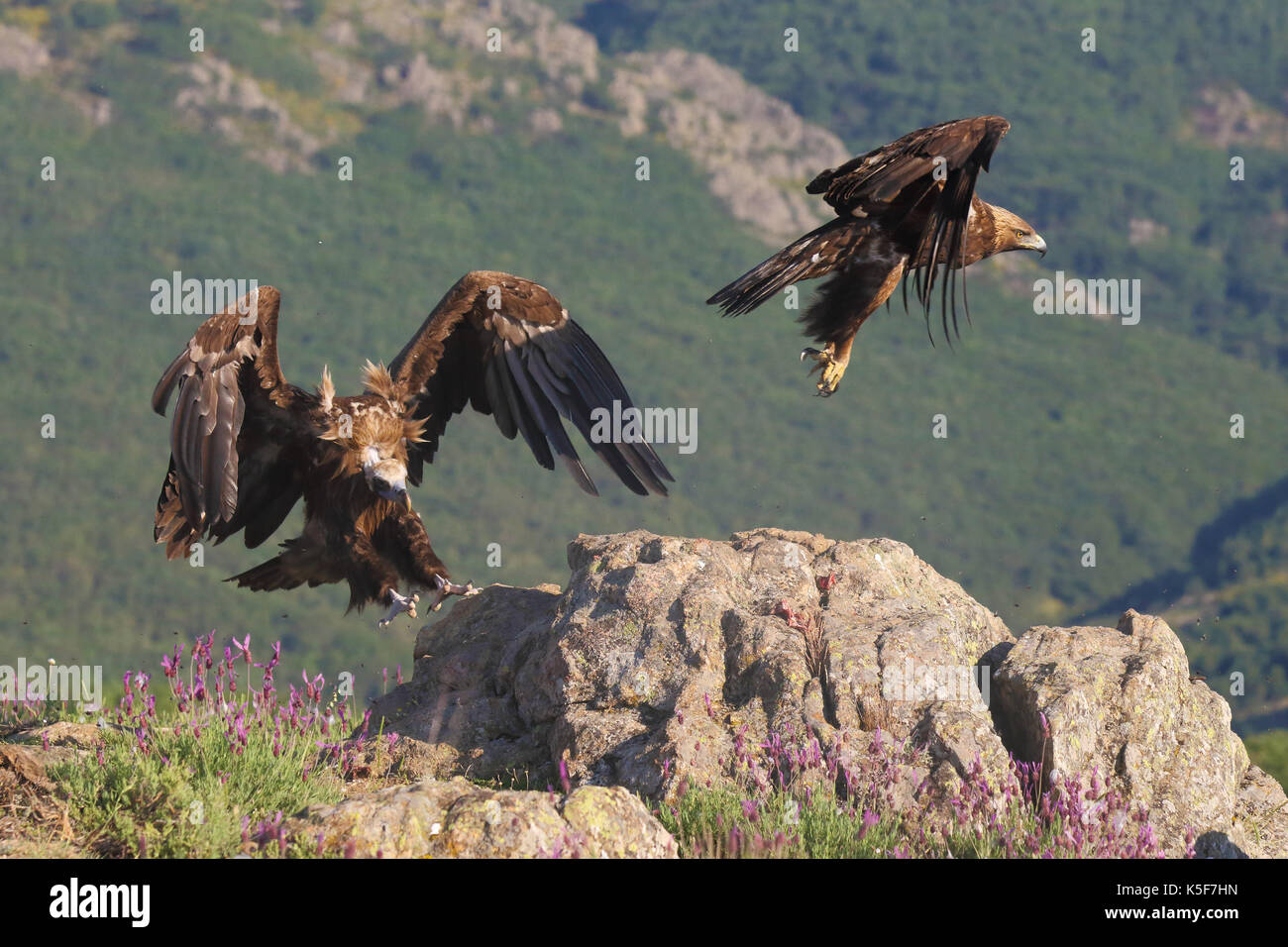 Spanish imperial eagle hi-res stock photography and images - Alamy