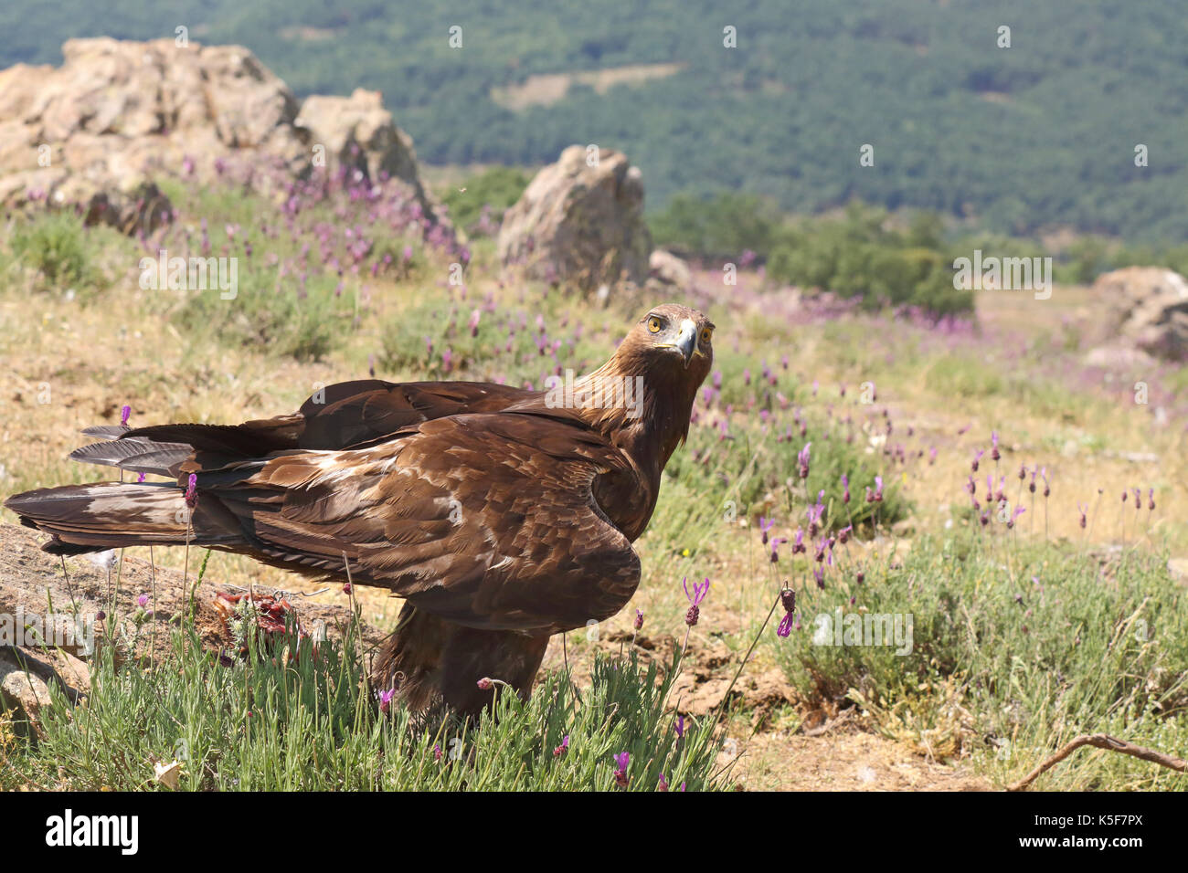 Real eagle hi-res stock photography and images - Alamy
