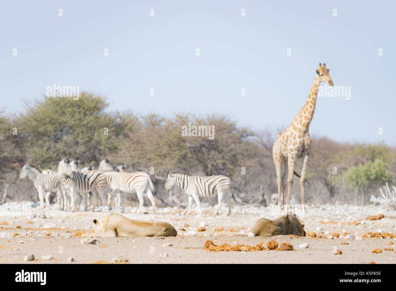 Giraffe lying on ground hi-res stock photography and images - Alamy