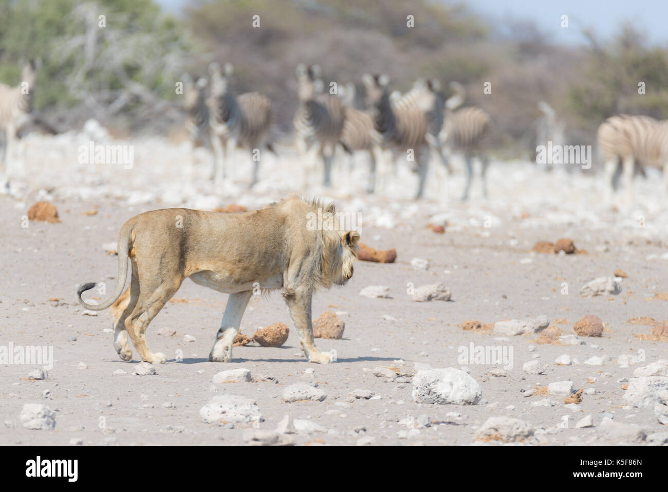 Lion panthera leo male zebra hi-res stock photography and images - Alamy