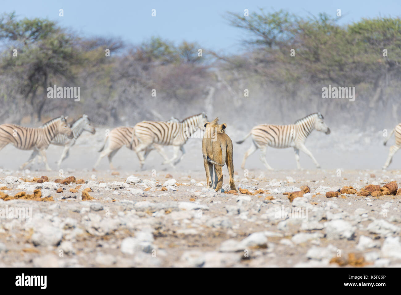 Zebra running away hi-res stock photography and images - Alamy