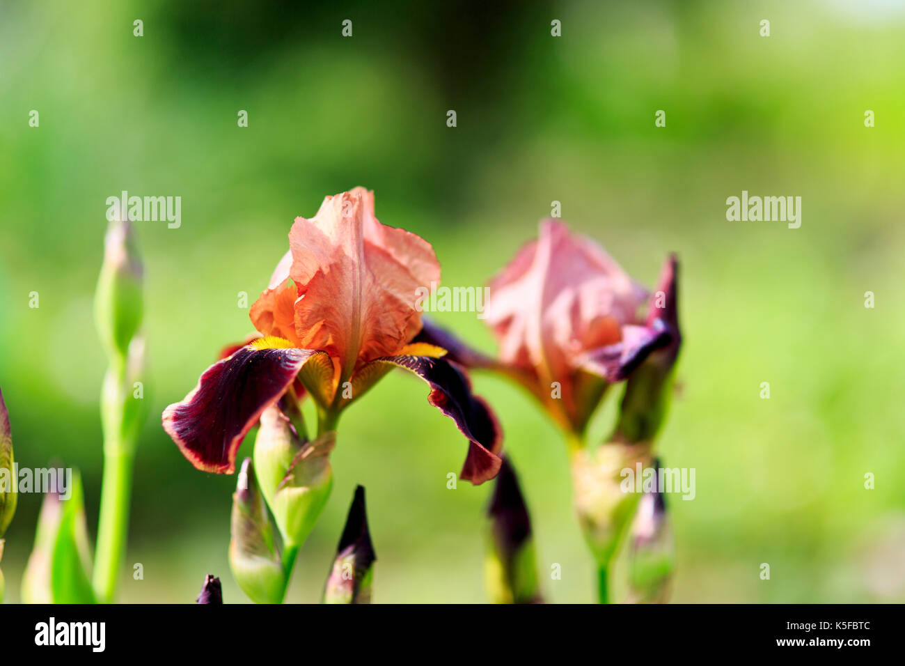 Yellow brown bearded iris flower bloom hi-res stock photography and ...