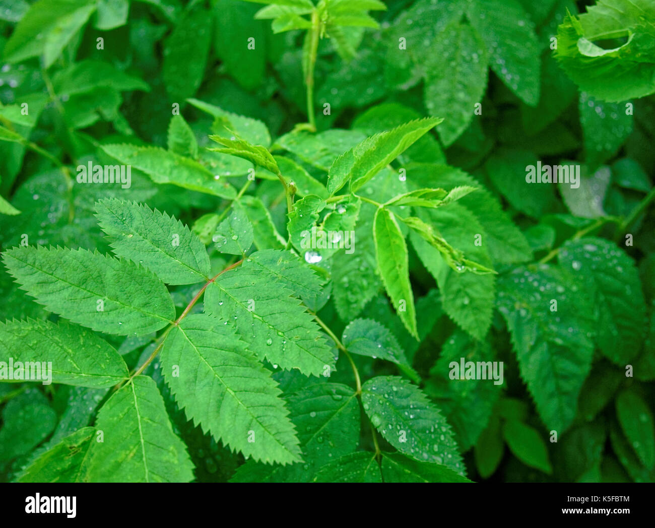 Green sheet hi-res stock photography and images - Alamy