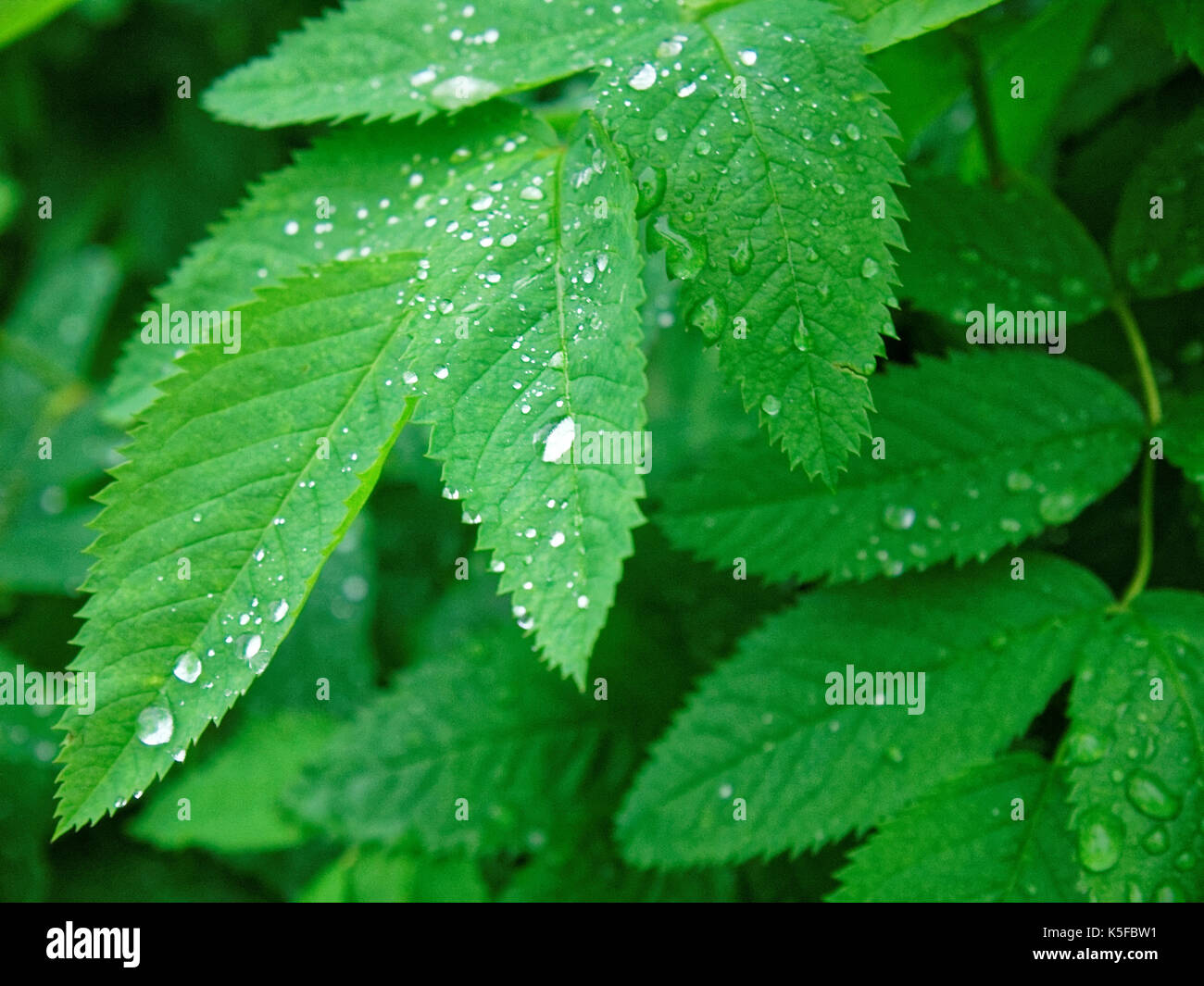 Green sheet hi-res stock photography and images - Alamy