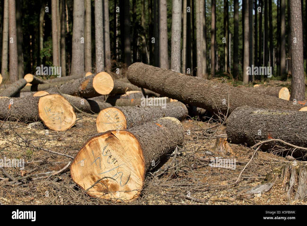 Wood logging in the forest - trees Stock Photo - Alamy