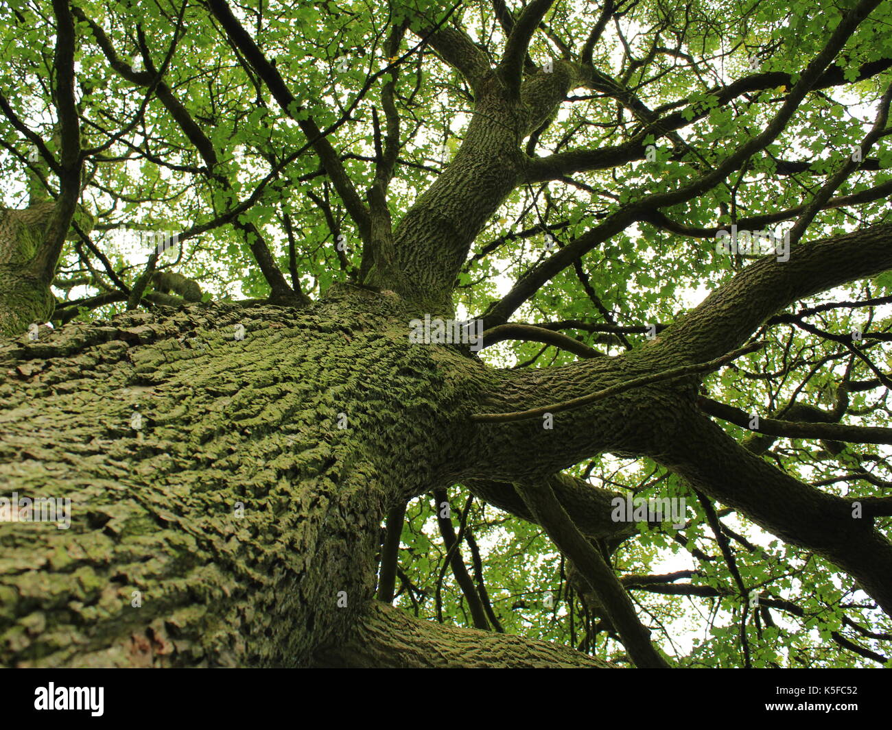 Oak tree low angle hi-res stock photography and images - Alamy