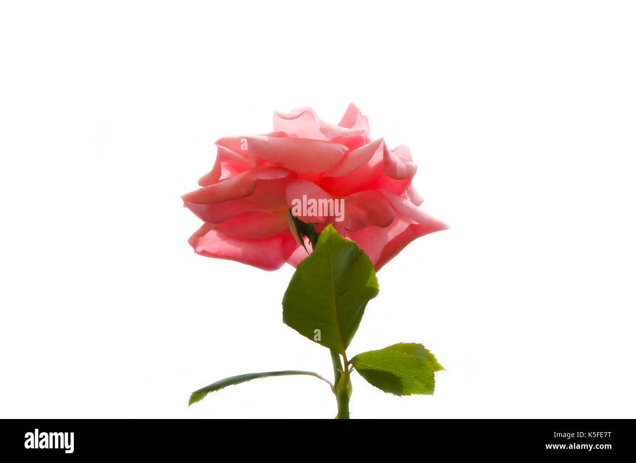 Plant bottom view Cut Out Stock Images & Pictures - Alamy