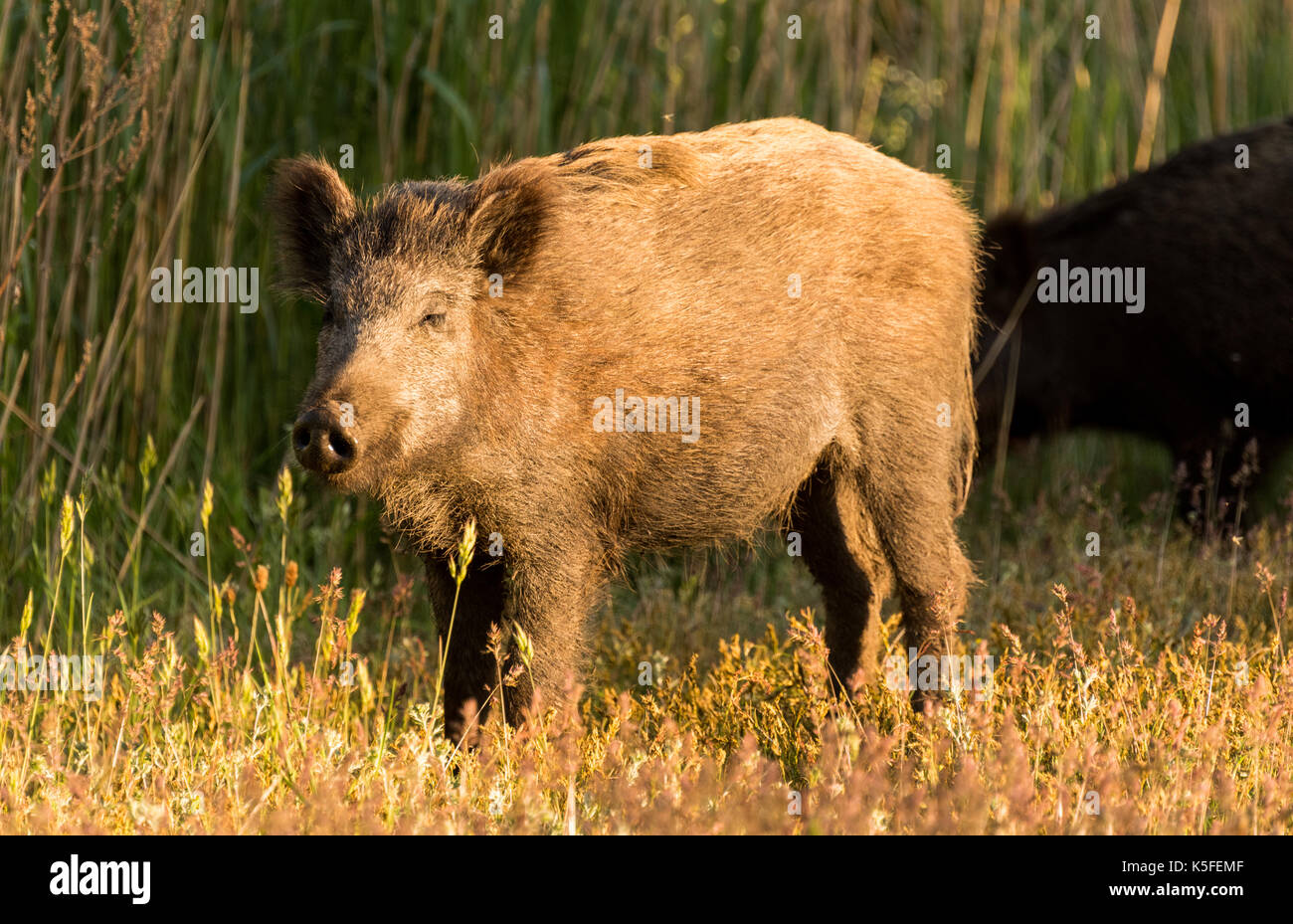 wild boar at a campsite in paland Stock Photo - Alamy