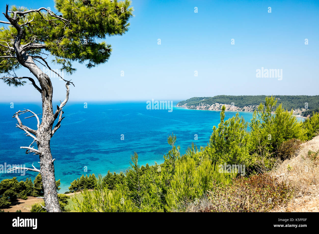 Seaside pine hi-res stock photography and images - Alamy