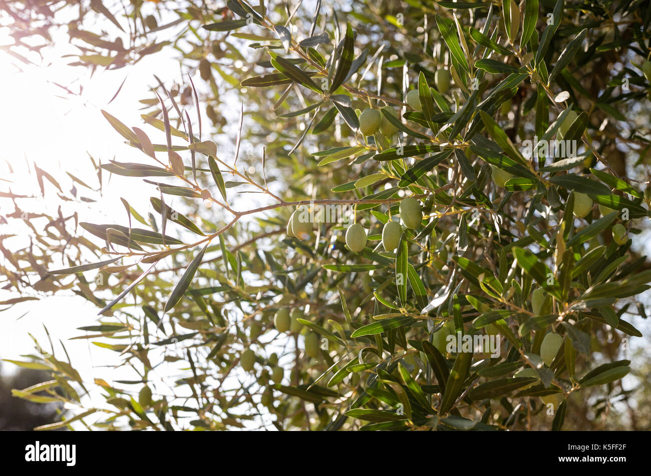 Beautiful olive tree hi-res stock photography and images - Alamy