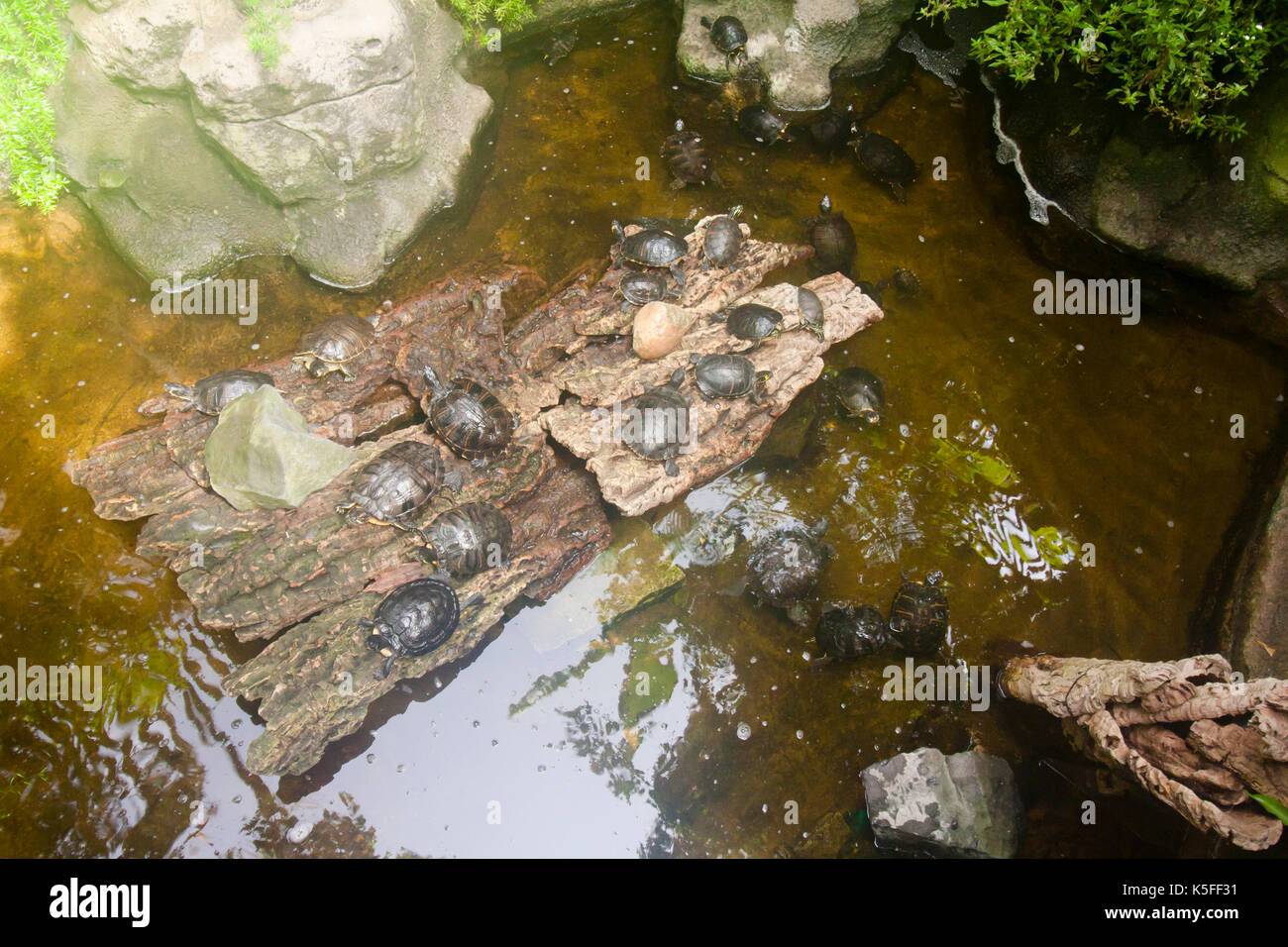 Turtles cruising hi-res stock photography and images - Alamy