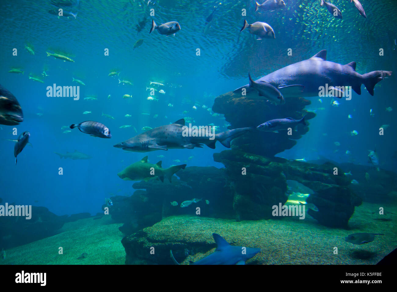 Shark and fishes and stingray hi-res stock photography and images - Alamy