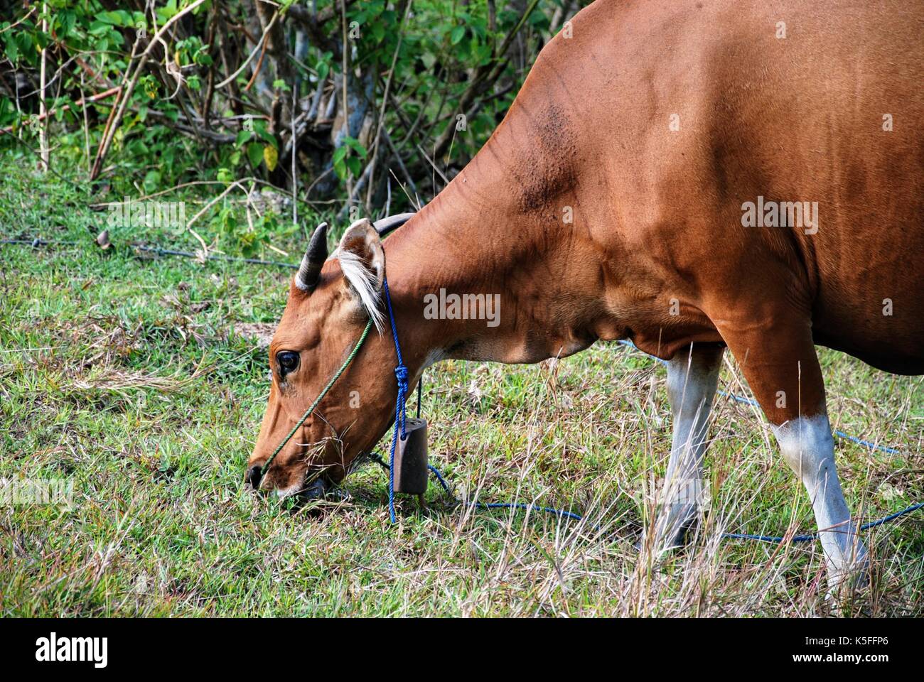 cows of the island of bali, indonesia Stock Photo - Alamy