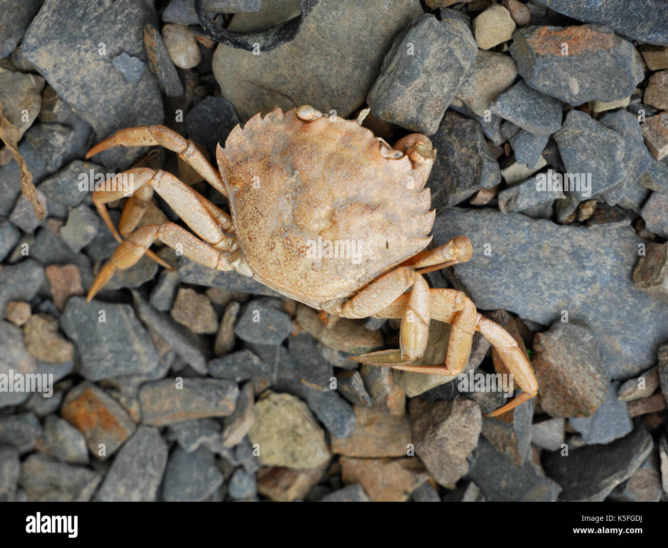 The common beach crab carcinus maenas hi-res stock photography and ...