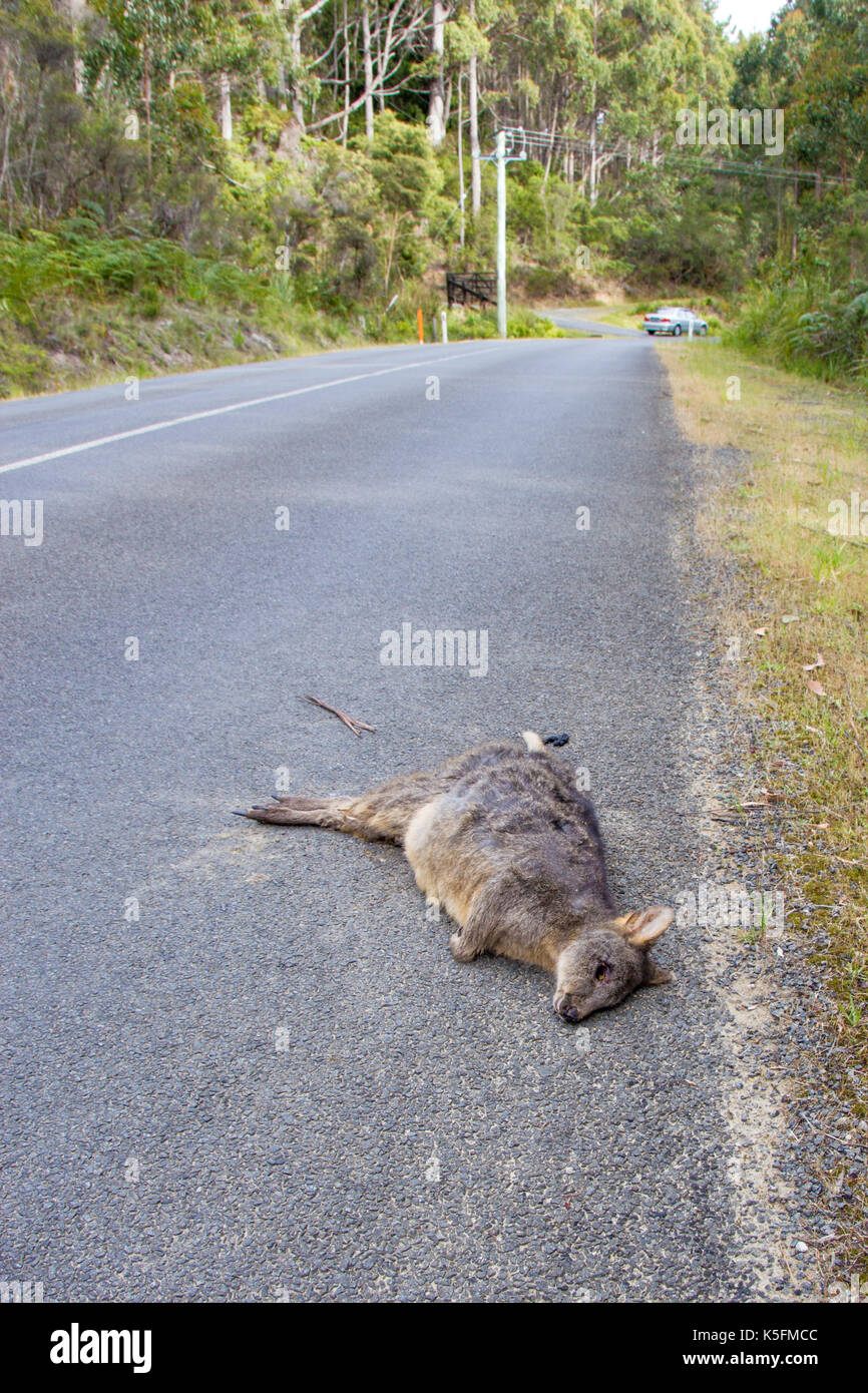 Roadkill kangaroo hi-res stock photography and images - Alamy