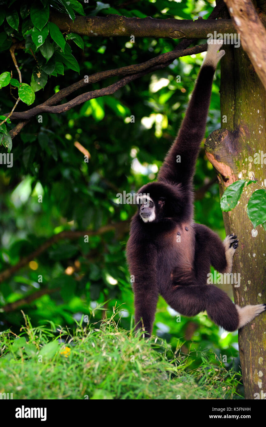 Gibbon swinging tree hi-res stock photography and images - Alamy