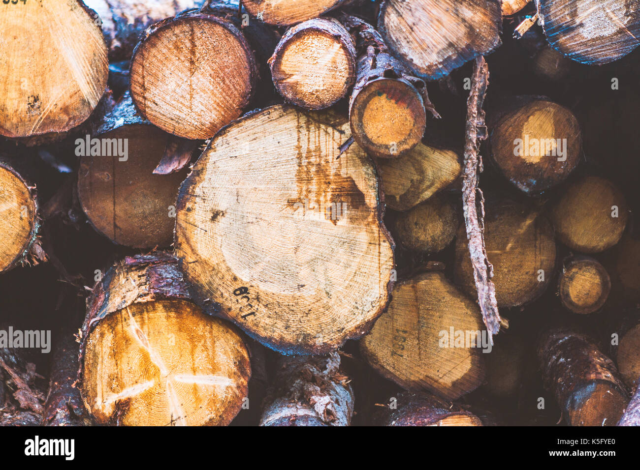 Forestry, Norrskog, Krokom Sverige Stock Photo - Alamy
