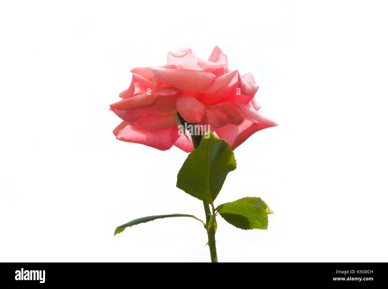 Beautiful fresh pink rose isolated on white background, bottom view ...