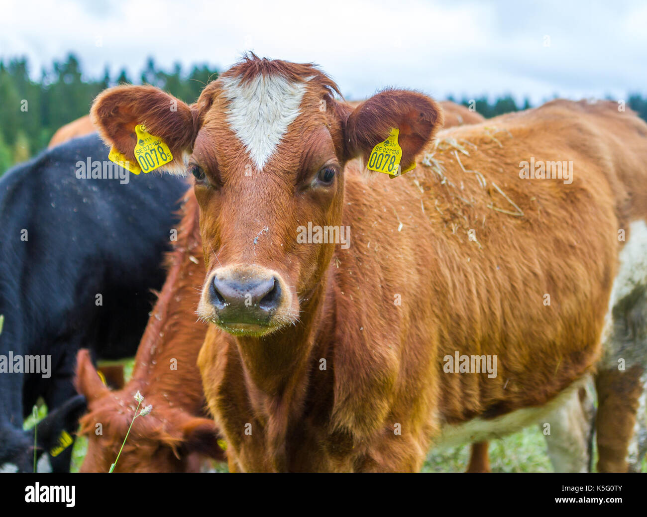 A cow in Sweden Stock Photo - Alamy