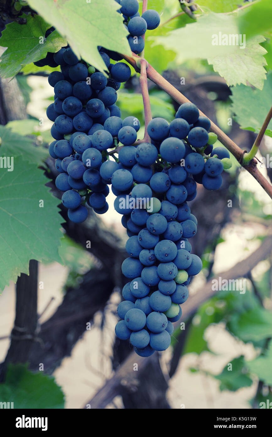 Two bunch of ripe blue round grapes on a vine Stock Photo - Alamy