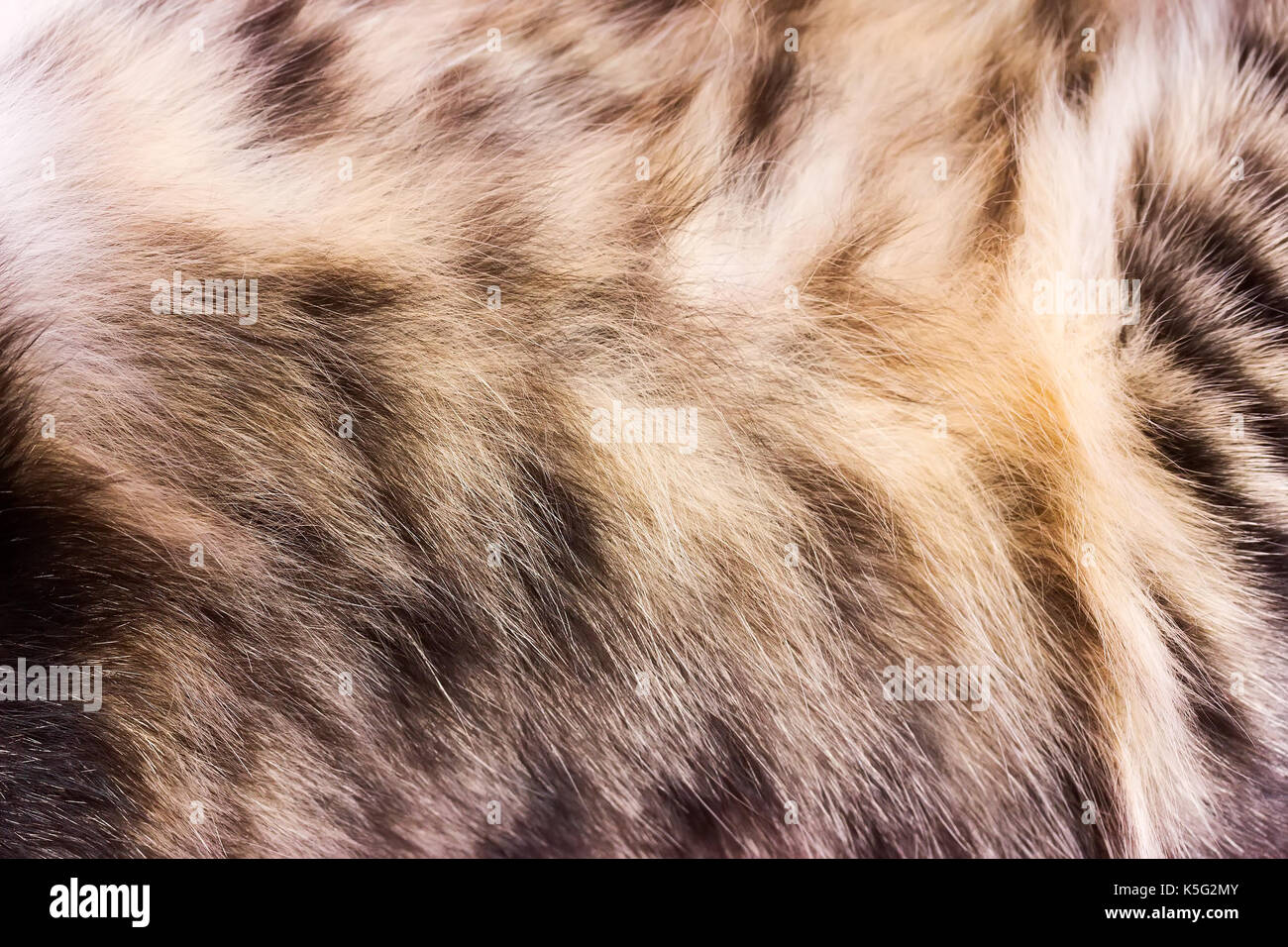 Tabby coat texture hi-res stock photography and images - Alamy