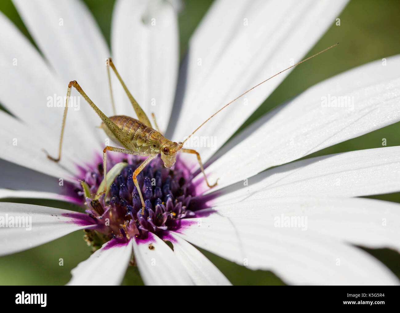Cricket bug hi-res stock photography and images - Alamy