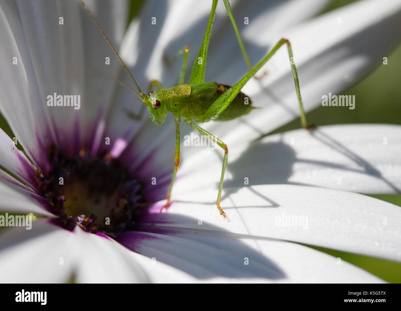 Cricket Bug High Resolution Stock Photography and Images - Alamy