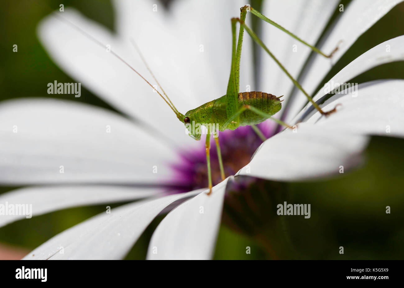 Cricket bug hi-res stock photography and images - Alamy