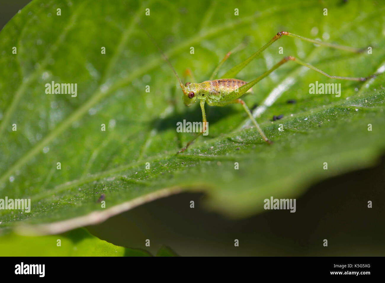 Cricket bug hi-res stock photography and images - Alamy