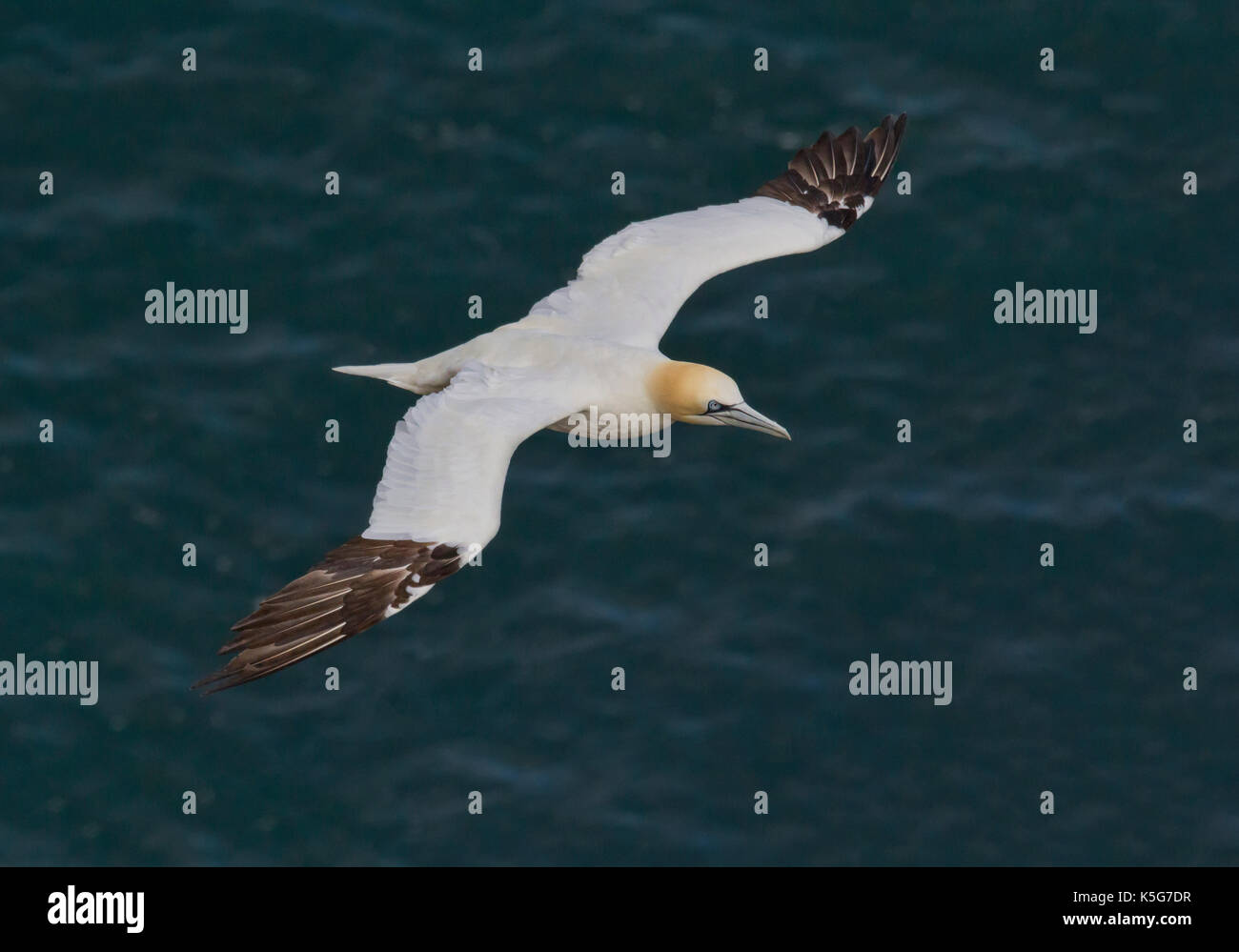 Adult Gannet flying over blue sea with wings extended Stock Photo - Alamy