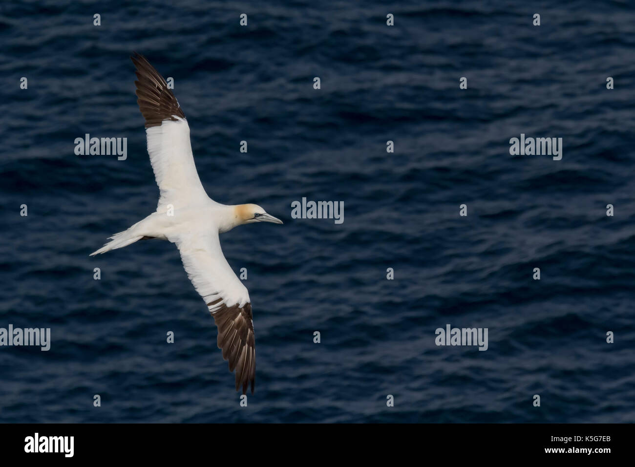 Adult Gannet flying over blue sea with wings extended Stock Photo - Alamy
