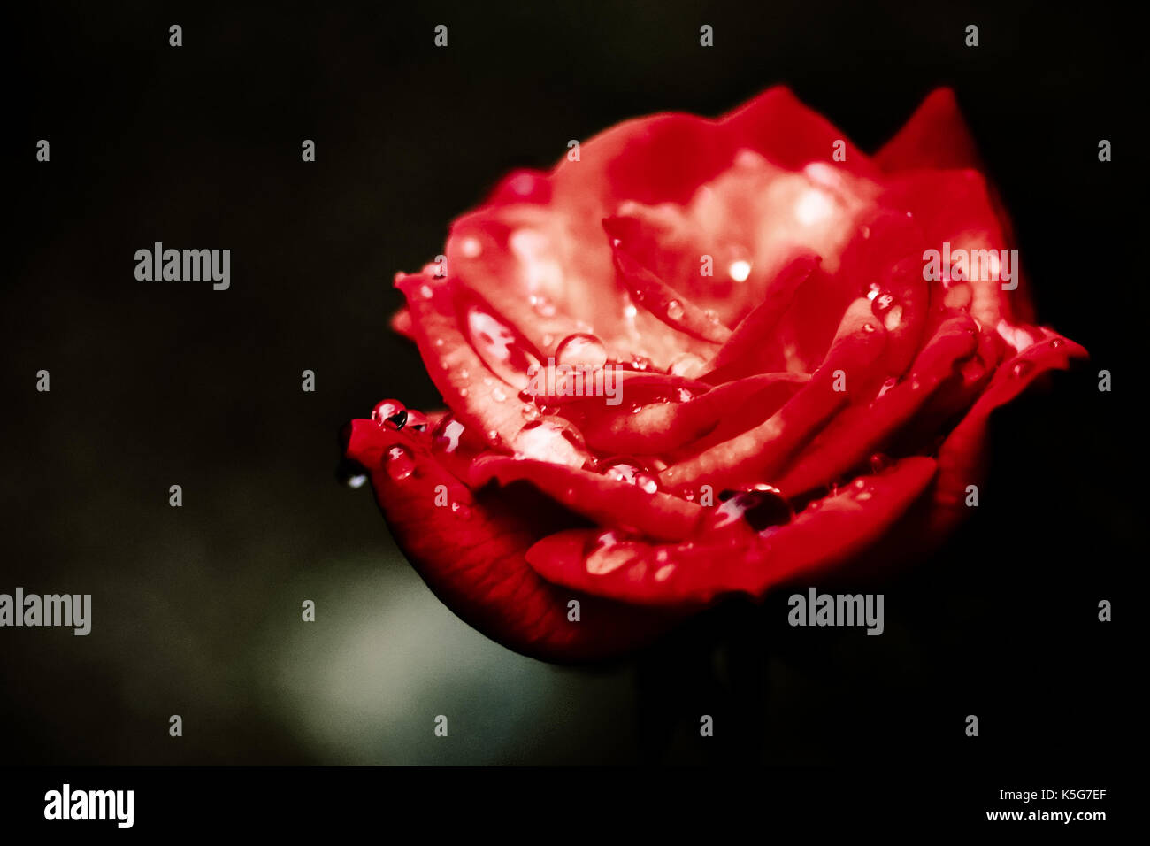 Crying rose hi-res stock photography and images - Alamy