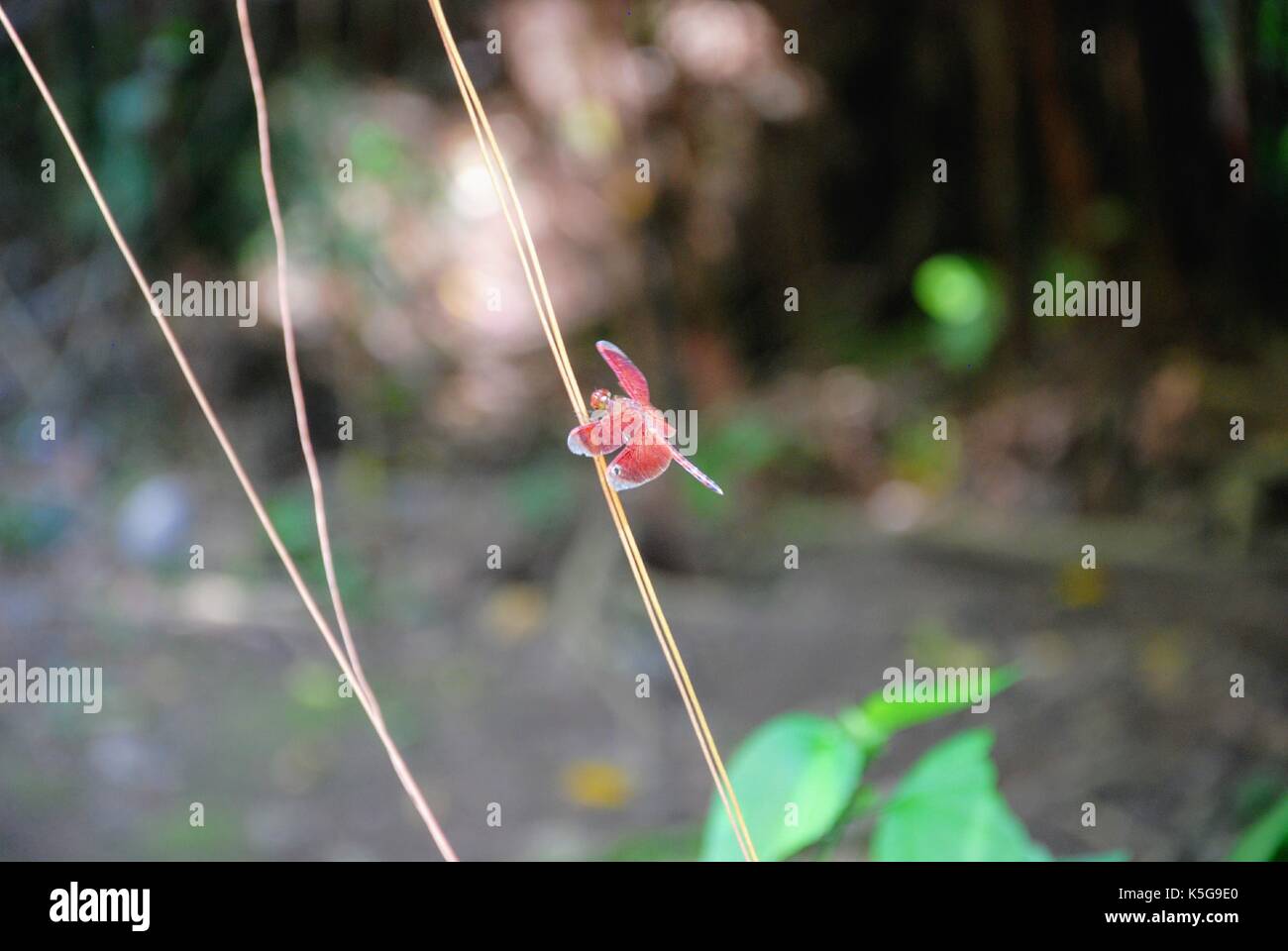 view of bali countryside during the day, indonesia Stock Photo - Alamy