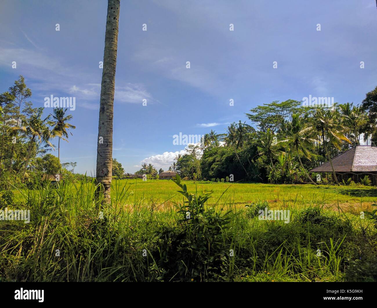 view of bali countryside during the day, indonesia Stock Photo - Alamy