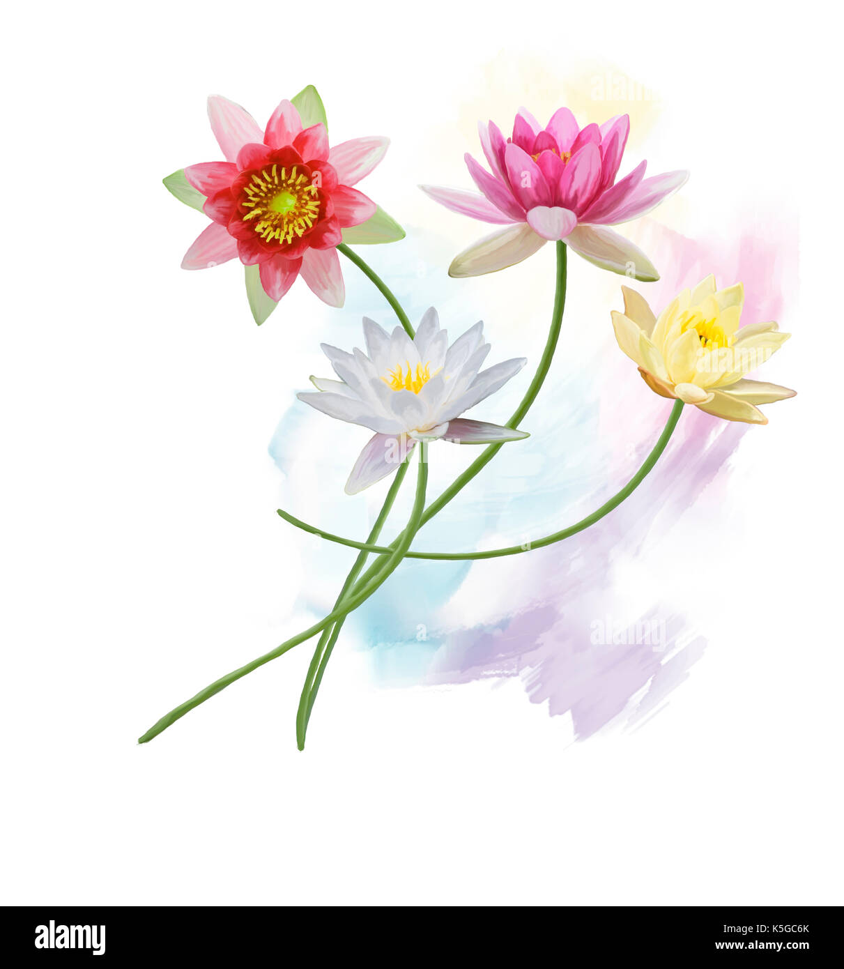 Water lilies bloom pink white Cut Out Stock Images & Pictures - Alamy