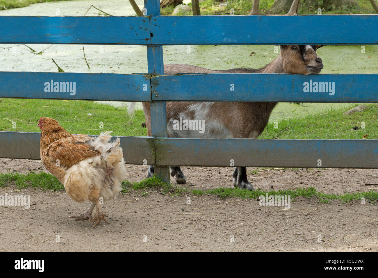 hen and goat at a children´s farm, Kirchdorf-Sued, Wilhelmsburg ...