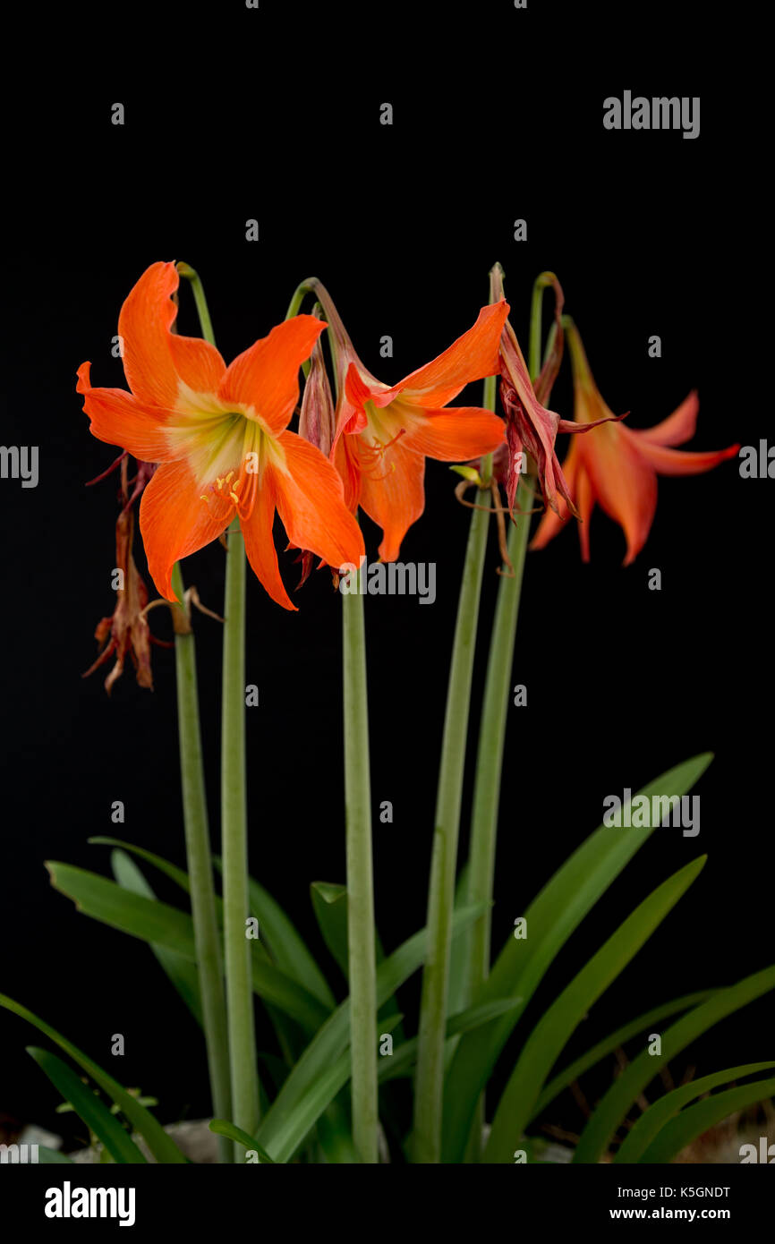 Monocotyledoneae hi-res stock photography and images - Alamy