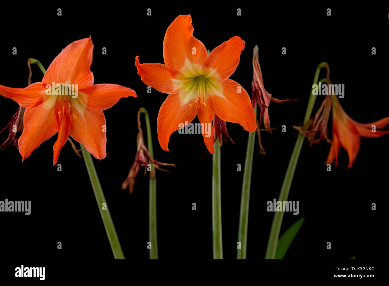 Asuncion, Paraguay. 9th Sep, 2017. Warm sunny day in Asuncion with ...