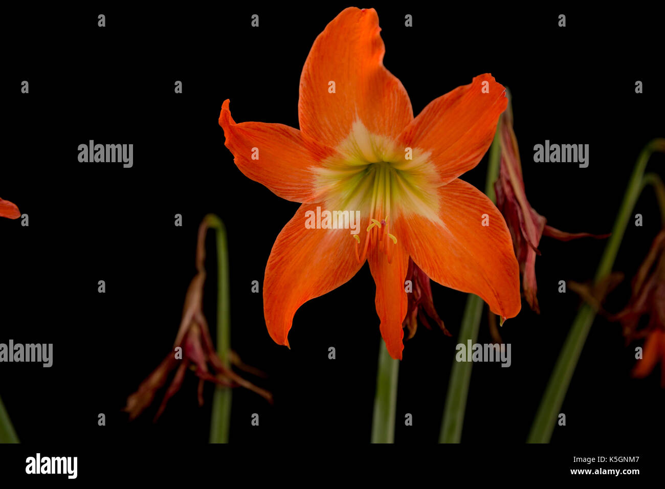 Asuncion, Paraguay. 9th Sep, 2017. Warm sunny day in Asuncion with ...