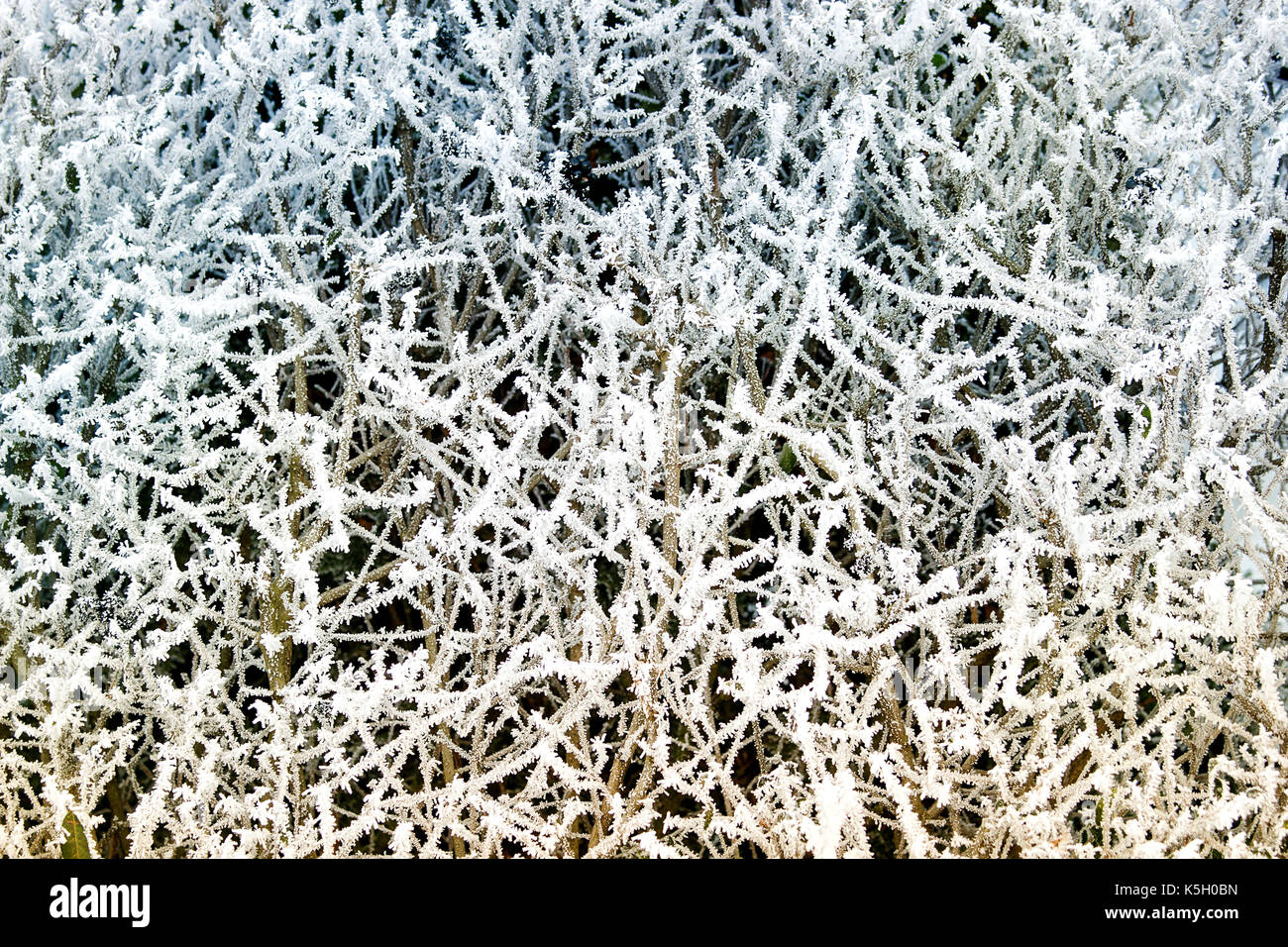 Frozen tree branch Stock Photo - Alamy