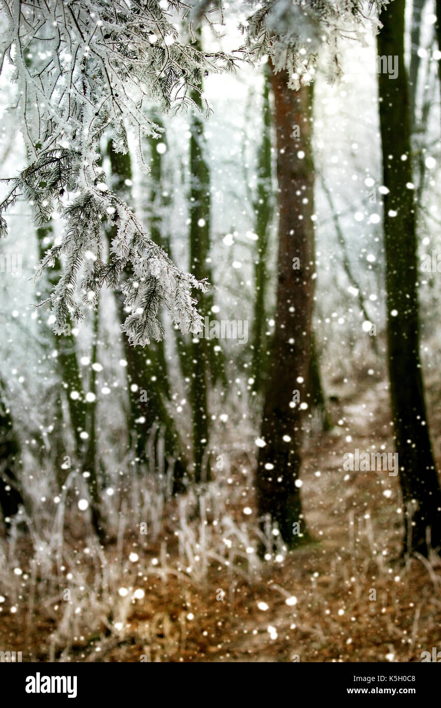 Frozen tree branches Stock Photo - Alamy