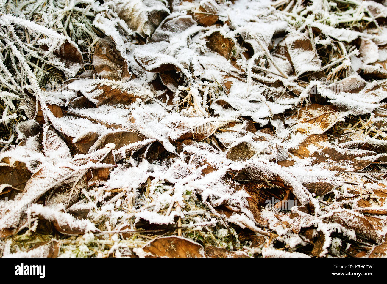 Frozen tree branch Stock Photo - Alamy