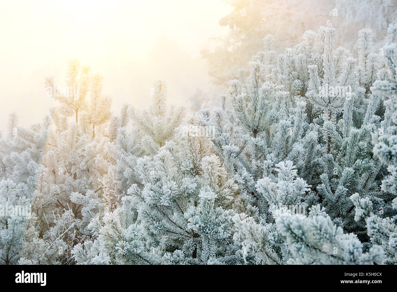 Frozen tree branches Stock Photo - Alamy