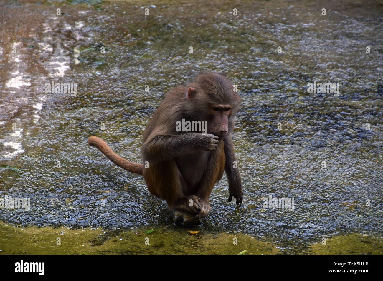 Family or herding of hamadryas baboon in a zoological garden, papio ...